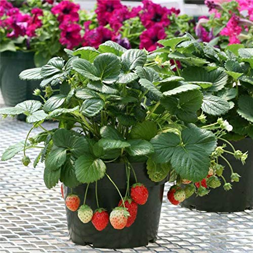 200+ White Strawberry and Red Strawberry Seeds Bonsai Berry Fruit Plants Garden Non-GMO