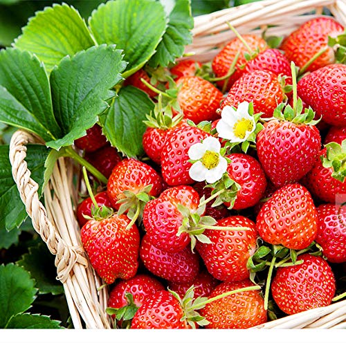 200+ White Strawberry and Red Strawberry Seeds Bonsai Berry Fruit Plants Garden Non-GMO