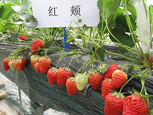 200+ White Strawberry and Red Strawberry Seeds Bonsai Berry Fruit Plants Garden Non-GMO