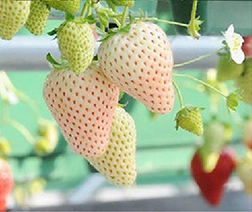 200+ White Strawberry and Red Strawberry Seeds Bonsai Berry Fruit Plants Garden Non-GMO