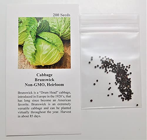 David's Garden Seeds Cabbage Brunswick FBA-5846 (Green) 50 Non-GMO, Heirloom Seeds