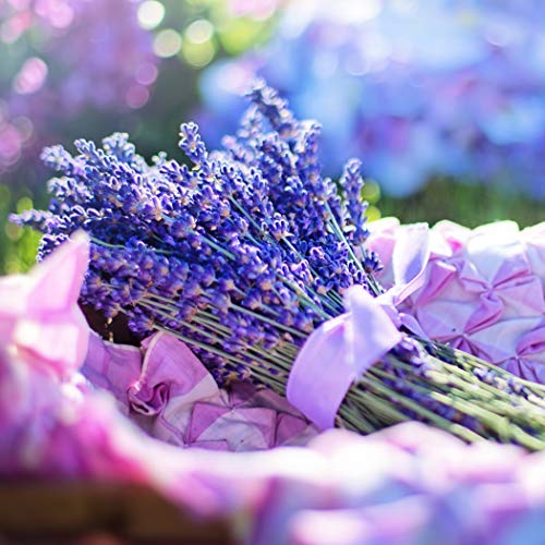 TKE Farms - English Lavender Seeds for Planting 1/4 Gram, 200 Seeds, Lavandula angustifolia