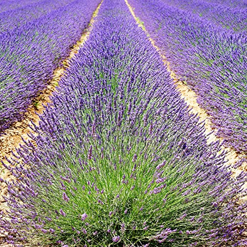 TKE Farms - English Lavender Seeds for Planting 1/4 Gram, 200 Seeds, Lavandula angustifolia
