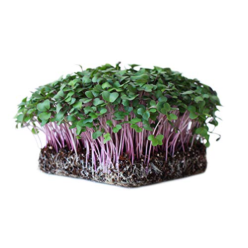 Purple Vienna Kohlrabi Garden Seeds - 1 Oz - Non-GMO, Heirloom Vegetable Gardening & Microgreens Seeds