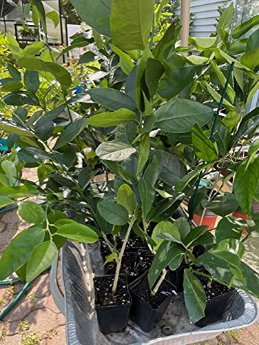 Sapodilla Gardens Persian Lime (Citrus aurantifolia Hybrid) _Tree - Fruit-Plant-No Shipping to CA, AZ, TX, LA, MS, AL, GA, FL, SC
