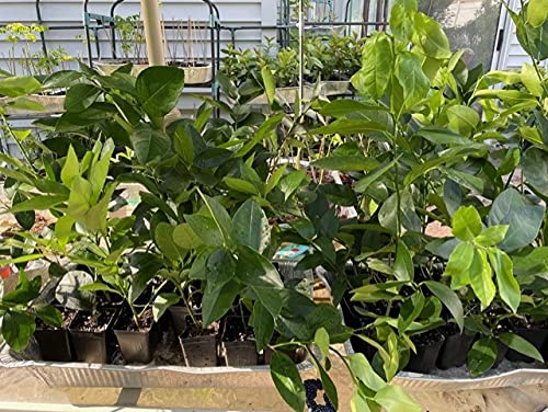 Sapodilla Gardens Persian Lime (Citrus aurantifolia Hybrid) _Tree - Fruit-Plant-No Shipping to CA, AZ, TX, LA, MS, AL, GA, FL, SC
