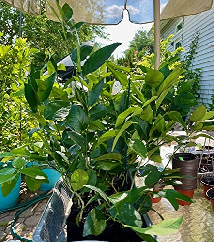 Sapodilla Gardens Persian Lime (Citrus aurantifolia Hybrid) _Tree - Fruit-Plant-No Shipping to CA, AZ, TX, LA, MS, AL, GA, FL, SC