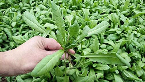 200+ Shepherd's Purse Seeds Non-GMO Vegetable Seed Heirloom Garden
