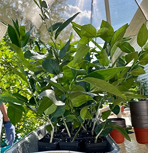 Sapodilla Gardens Persian Lime (Citrus aurantifolia Hybrid) _Tree - Fruit-Plant-No Shipping to CA, AZ, TX, LA, MS, AL, GA, FL, SC