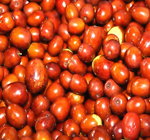 MySeeds.Co - BIG PACK Seeds Big Pack Survival Flower Fruit Garden Seeds, Exotic Rare Non-GMO and Heirloom Variety Limited Quantity, You Choose The Color (Jujube)