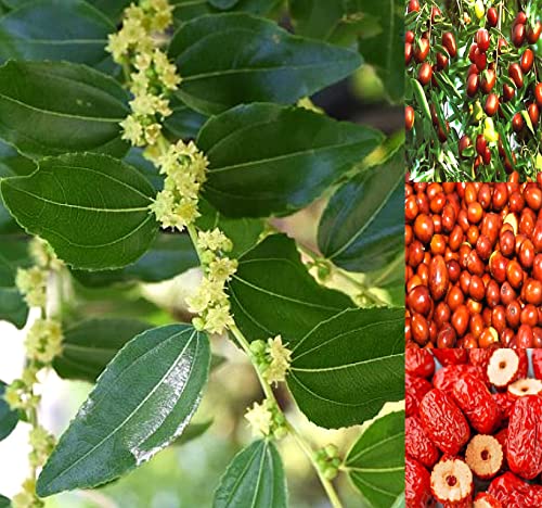 MySeeds.Co - BIG PACK Seeds Big Pack Survival Flower Fruit Garden Seeds, Exotic Rare Non-GMO and Heirloom Variety Limited Quantity, You Choose The Color (Jujube)