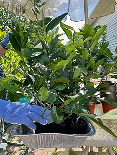 Sapodilla Gardens Persian Lime (Citrus aurantifolia Hybrid) _Tree - Fruit-Plant-No Shipping to CA, AZ, TX, LA, MS, AL, GA, FL, SC