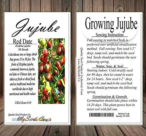 MySeeds.Co - BIG PACK Seeds Big Pack Survival Flower Fruit Garden Seeds, Exotic Rare Non-GMO and Heirloom Variety Limited Quantity, You Choose The Color (Jujube)