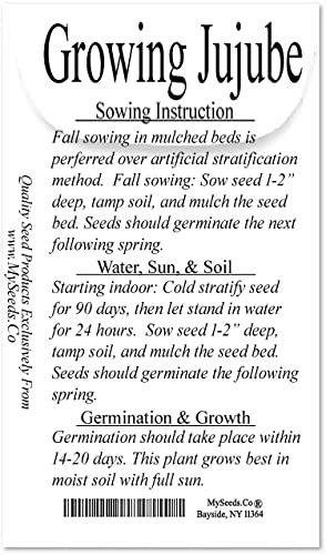 MySeeds.Co - BIG PACK Seeds Big Pack Survival Flower Fruit Garden Seeds, Exotic Rare Non-GMO and Heirloom Variety Limited Quantity, You Choose The Color (Jujube)
