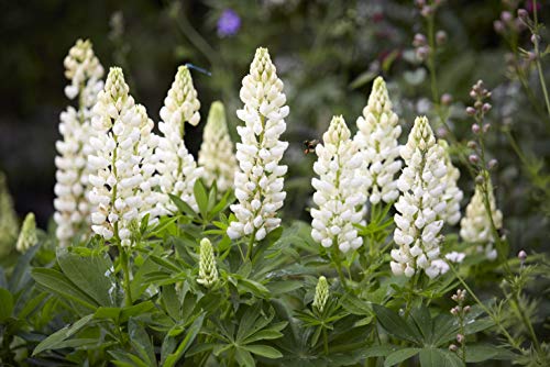 White Russell Lupine Seeds for Planting, 100+ Flower Seeds Per Packet, (Isla's Garden Seeds), Non GMO & Heirloom Seeds, Botanical Name: Lupinus polyphyllus, Great Home Flower Garden Gift
