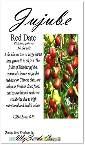 MySeeds.Co - BIG PACK Seeds Big Pack Survival Flower Fruit Garden Seeds, Exotic Rare Non-GMO and Heirloom Variety Limited Quantity, You Choose The Color (Jujube)
