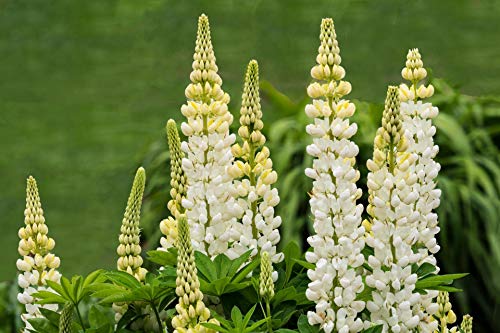 White Russell Lupine Seeds for Planting, 100+ Flower Seeds Per Packet, (Isla's Garden Seeds), Non GMO & Heirloom Seeds, Botanical Name: Lupinus polyphyllus, Great Home Flower Garden Gift