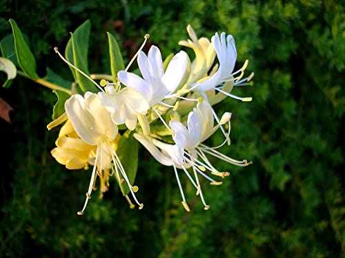 David Home Garden Honeysuckle Seeds|25 Honeysuckle Seeds for Planting|Fragrant Honeysuckle Plant Seeds Fast Growing