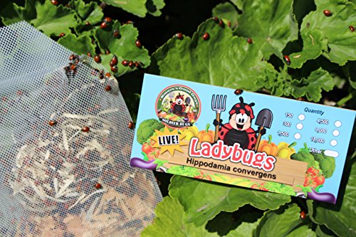 1500 Live Ladybugs - Guaranteed Live Delivery! + Good Bug Nectar