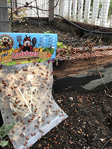 1500 Live Ladybugs - Guaranteed Live Delivery! + Good Bug Nectar