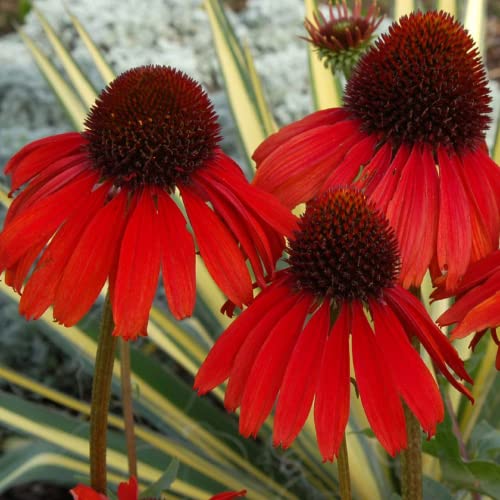 CHUXAY GARDEN Firebird Echinacea Seed,Echinacea 'Firebird', Red Coneflower 100 Seeds Rare Hardy Flowering Plant Beautiful Potted Plants