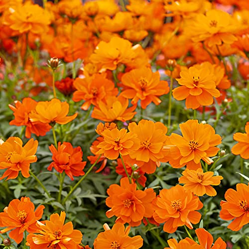 Outsidepride Cosmos Sulphureus Mandarin Compact Garden Flower Plant Seed - 100 Seeds