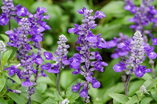 MOKALALA 50 Pcs Sage Seeds | Non-GMO | "Sapphire Blue" (Salvia farinacea) Seeds for Planting Home Garden