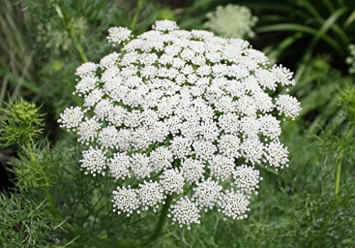 Liliana's Garden Flower Seeds - Annual Queen Anne's Lace - Ammi majus - Annual