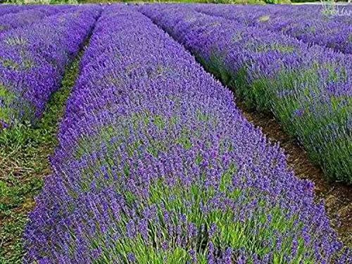 MOKALALA 50 Pcs Sage Seeds | Non-GMO | "Sapphire Blue" (Salvia farinacea) Seeds for Planting Home Garden