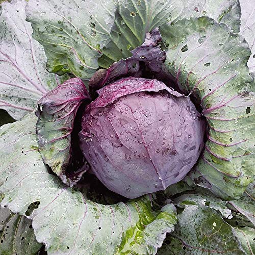 Red Acre Cabbage Seeds, 250+ Heirloom Seeds Per Packet, (Isla's Garden Seeds), Non GMO Seeds, Botanical Name: Brassica oleracea VAR. capitata f. rubra