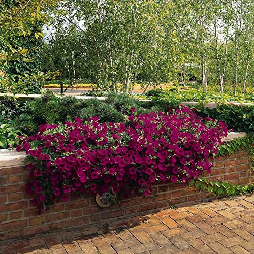 Outsidepride Spreading Purple Classic Wave Petunia Garden Flowers for Hanging Baskets, Pots, Containers, Beds - 30 Seeds