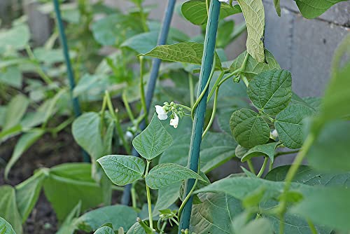 "Kentucky Blue" Pole Bean Seeds for Planting, 30+ Heirloom Seeds Per Packet, Non GMO Seeds, (Isla's Garden Seeds), Botanical Name: Phaseolus vulgaris, Great Home Garden Gift