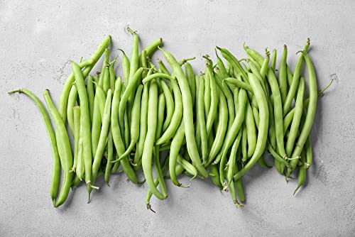 "Kentucky Blue" Pole Bean Seeds for Planting, 30+ Heirloom Seeds Per Packet, Non GMO Seeds, (Isla's Garden Seeds), Botanical Name: Phaseolus vulgaris, Great Home Garden Gift