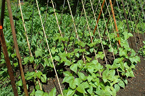 "Kentucky Blue" Pole Bean Seeds for Planting, 30+ Heirloom Seeds Per Packet, Non GMO Seeds, (Isla's Garden Seeds), Botanical Name: Phaseolus vulgaris, Great Home Garden Gift