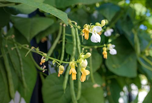 "Kentucky Blue" Pole Bean Seeds for Planting, 30+ Heirloom Seeds Per Packet, Non GMO Seeds, (Isla's Garden Seeds), Botanical Name: Phaseolus vulgaris, Great Home Garden Gift