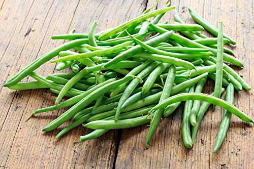 "Kentucky Blue" Pole Bean Seeds for Planting, 30+ Heirloom Seeds Per Packet, Non GMO Seeds, (Isla's Garden Seeds), Botanical Name: Phaseolus vulgaris, Great Home Garden Gift