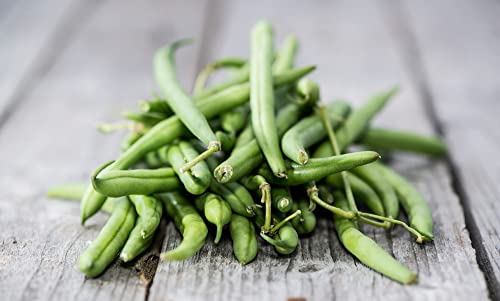 "Kentucky Blue" Pole Bean Seeds for Planting, 30+ Heirloom Seeds Per Packet, Non GMO Seeds, (Isla's Garden Seeds), Botanical Name: Phaseolus vulgaris, Great Home Garden Gift