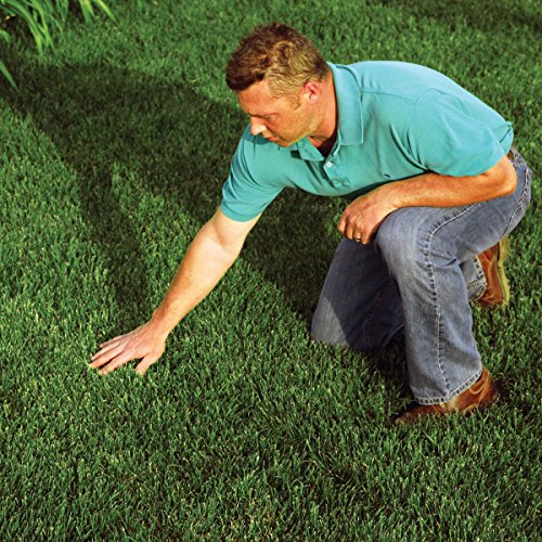 EZ Straw Seeding Mulch with Tack - Biodegradable Natural Processed Straw β 2.5 CU FT Bale (Covers up to 500 sq. ft.), Multi