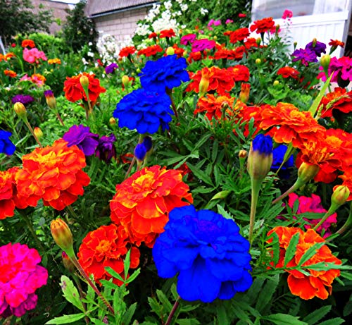 100 Pcs Mixed Marigold Seed Beautiful Flower to Plant in Your Garden