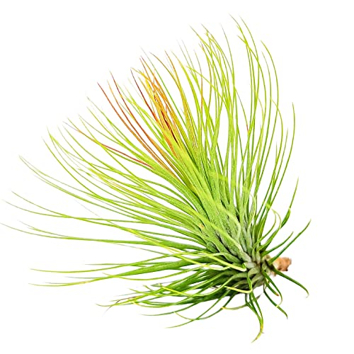The Drunken Gnome AIR Plants – Andreana – 3 Pack - air Purifying Flowering Tillandsia for Terrarium, Fairy Garden Starter kit, Home Office, Indoor Outdoor, Corporate Gift (3 Pack)