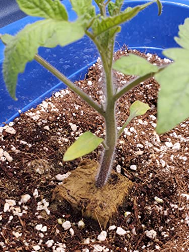 Organic Perlite Horticultural Soil Amendment for Plants and Enhanced Drainage Enhanced Growth (7 Quarts)
