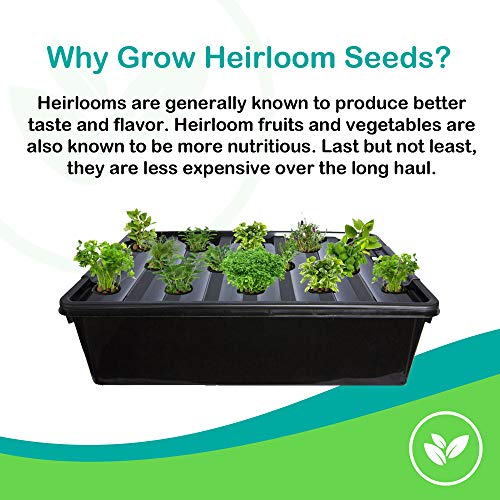SavvyGrow Herb Lettuce Green Seeds Combo - 20 Variety 4000+ Heirloom Garden Seeds for Planting - 95% Plus Germination Rate, Non-GMO & Source in USA Vegetable Seeds