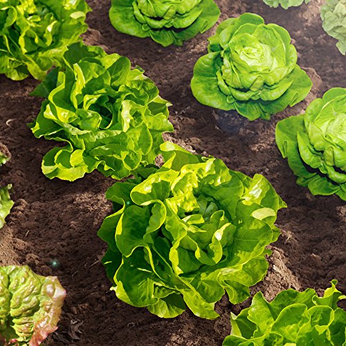 SavvyGrow Herb Lettuce Green Seeds Combo - 20 Variety 4000+ Heirloom Garden Seeds for Planting - 95% Plus Germination Rate, Non-GMO & Source in USA Vegetable Seeds