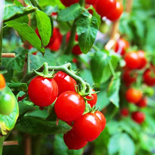 Tomatoes Gift Box Kit for Planting 1 Variety Pack 3g Red Cherry Tomato Seeds for Your Vegetable Garden (Tomato, Red Cherry)