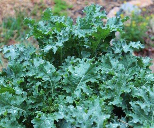 1000 White Russian Kale Seeds for Planting Heirloom Non GMO 4+ Grams Garden Vegetable Bulk Survival