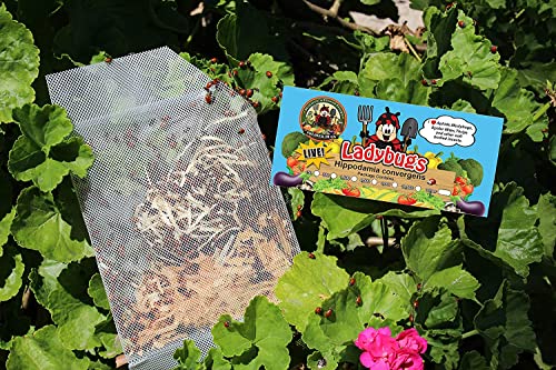 750 Live Ladybugs - Good Bugs - Guaranteed Live Delivery!
