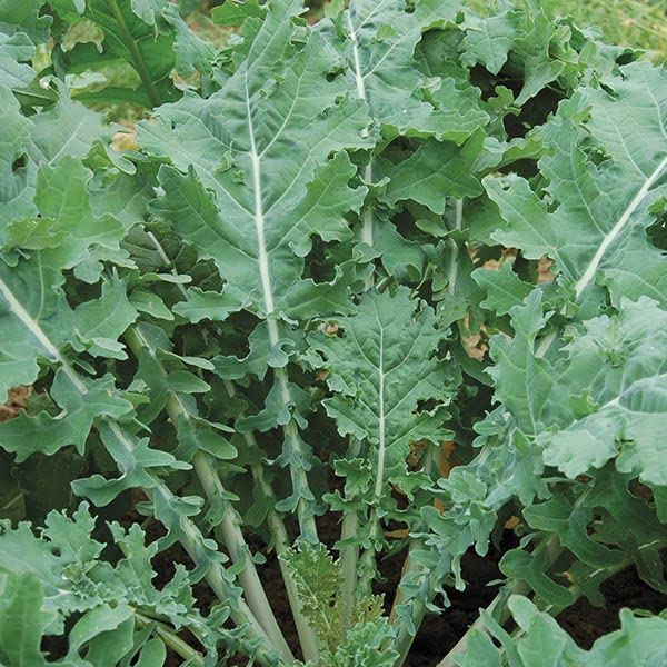 1000 White Russian Kale Seeds for Planting Heirloom Non GMO 4+ Grams Garden Vegetable Bulk Survival