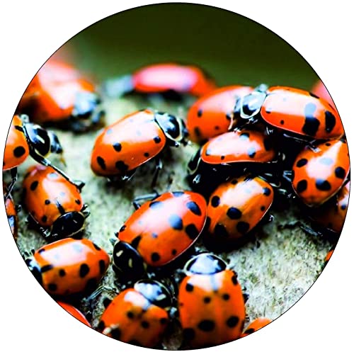 Bazos 1500 Live Ladybugs - Bugs for Garden - Ladybugs - Guaranteed Live Delivery, Black (LB-00)