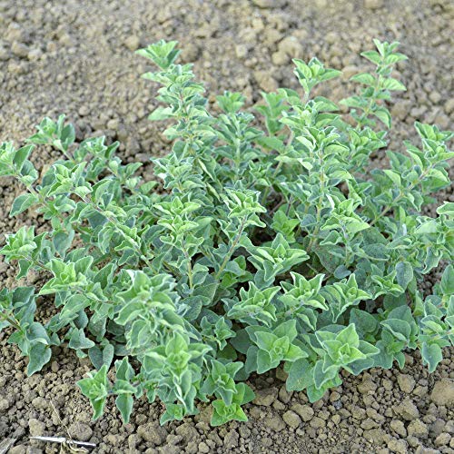 Greek Oregano Herb Seeds for Planting, 2500+ Seeds Per Packet, (Isla's Garden Seeds), Non GMO & Heirloom Seeds, Botanical Name: Origanum vulgare, Great Herb Garden Gift