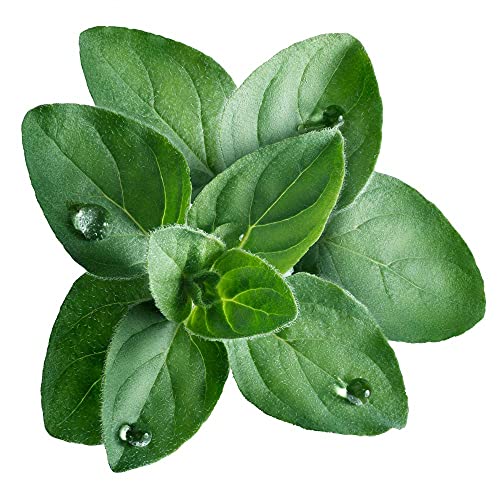 Greek Oregano Herb Seeds for Planting, 2500+ Seeds Per Packet, (Isla's Garden Seeds), Non GMO & Heirloom Seeds, Botanical Name: Origanum vulgare, Great Herb Garden Gift